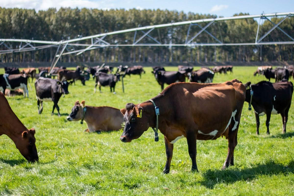 Relief Staff on Farms - Sidekick