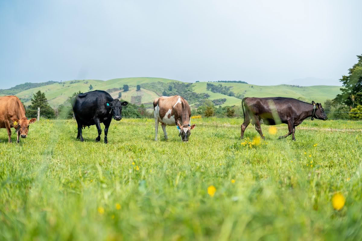 The herd scheme: Latest values announced - Sidekick
